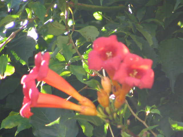 Lively Plants